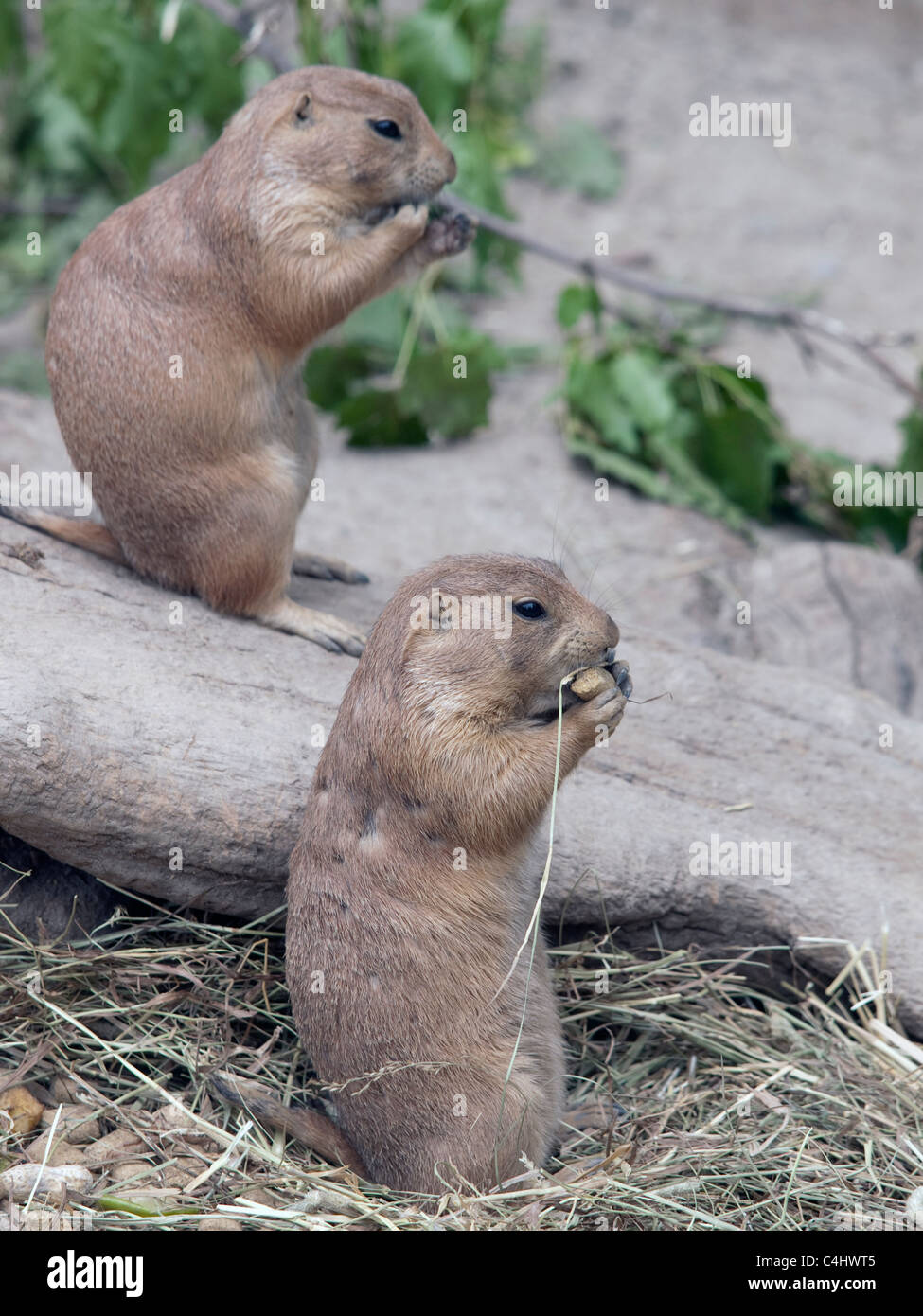 Two Prairie dogs are sitting back and eating. They are lined up in a ...