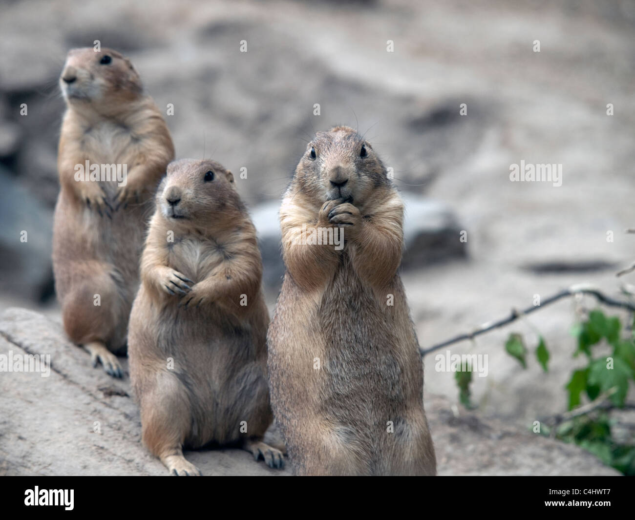 Three prairie dogs hi-res stock photography and images - Alamy