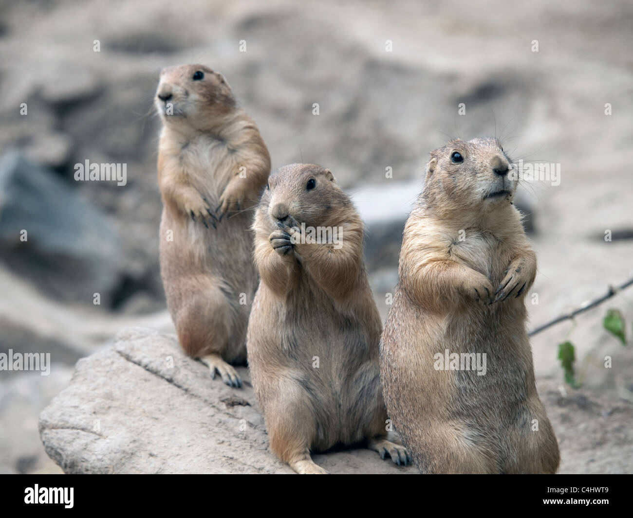 Three prairie dogs hi-res stock photography and images - Alamy