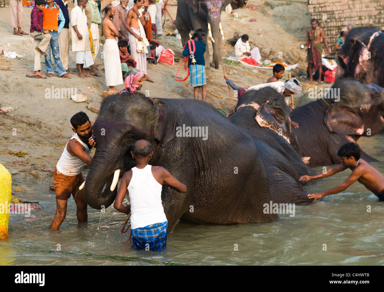 Elephants at the famous Haathi bazaar in Sonepur Stock Photo - Alamy