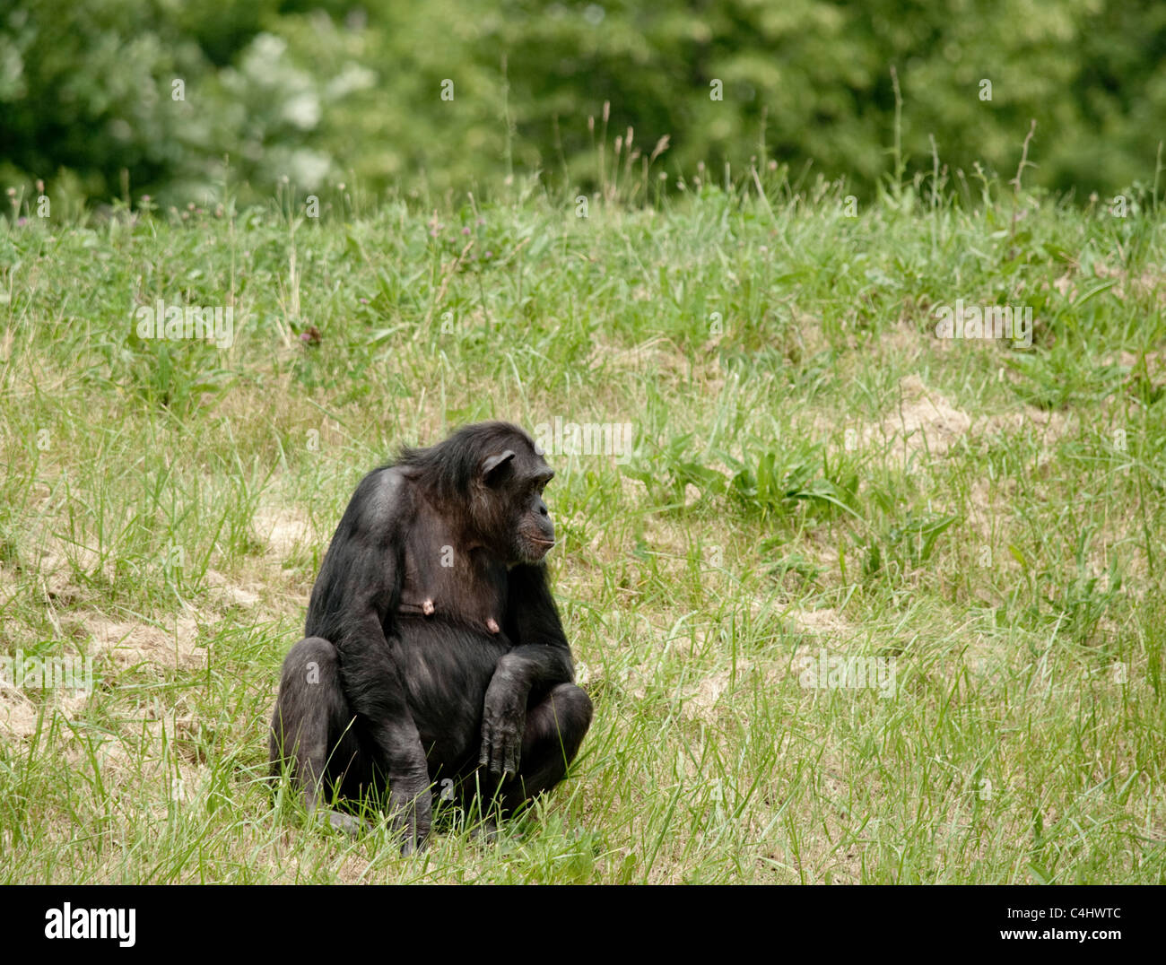 Female Chimpanzee sitting along in a field of grass Stock Photo - Alamy