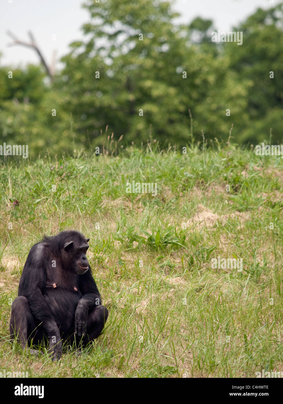 Female Chimpanzee sitting along in a field of grass Stock Photo - Alamy