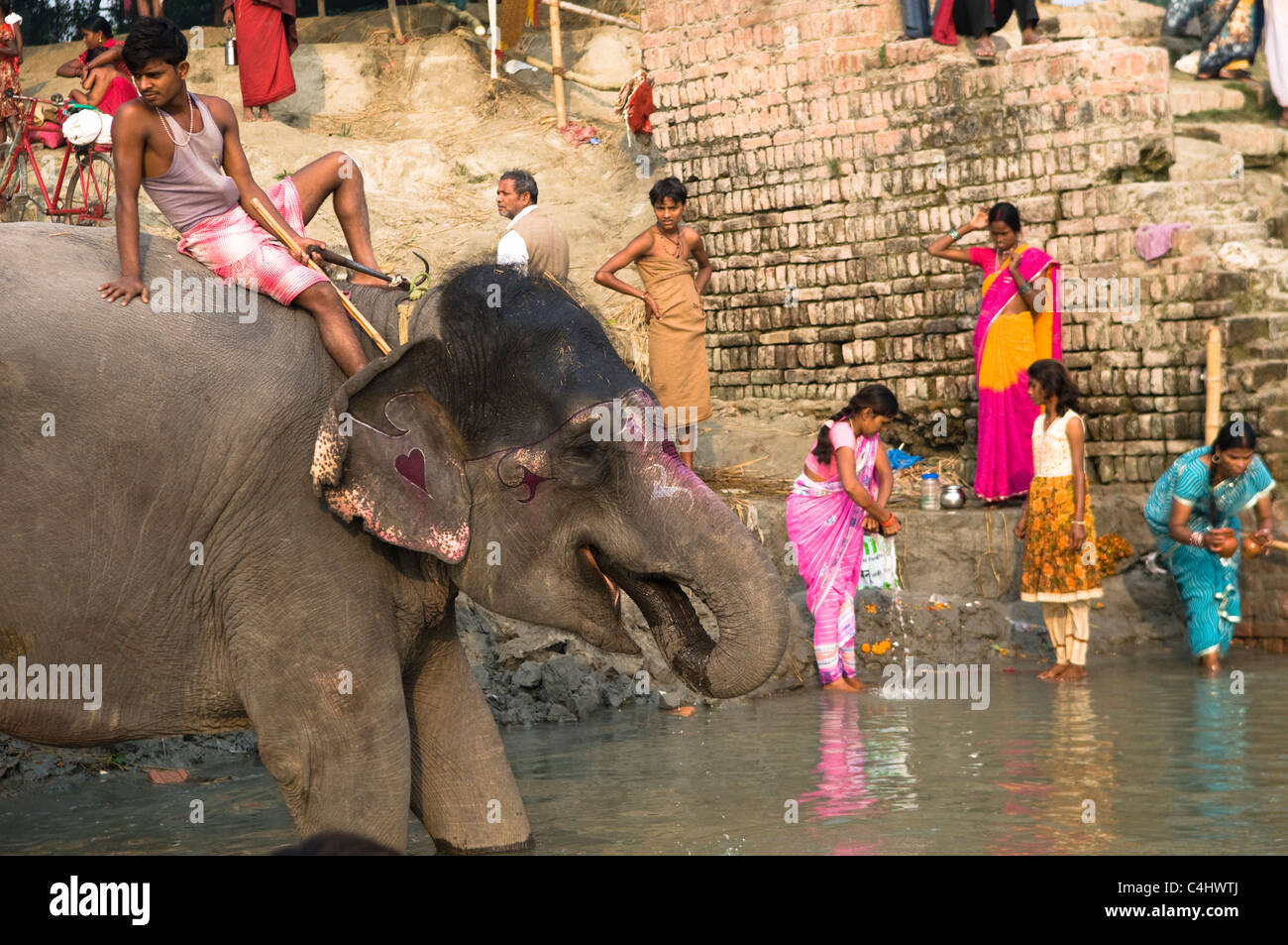 Elephants at the famous Haathi bazaar in Sonepur Stock Photo - Alamy