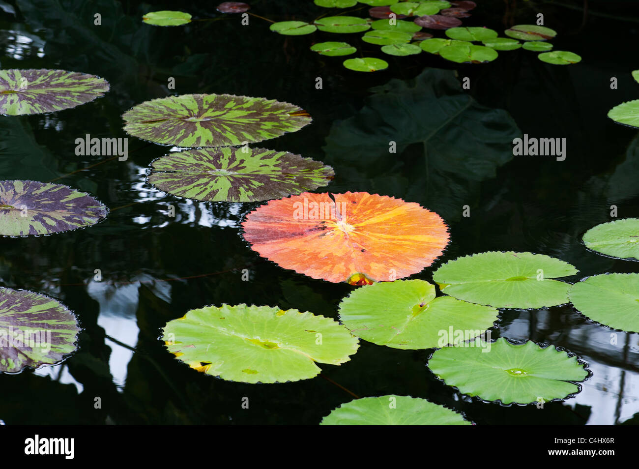 Abstract lily pads on pond water in a tropical hothouse. UK Stock Photo ...