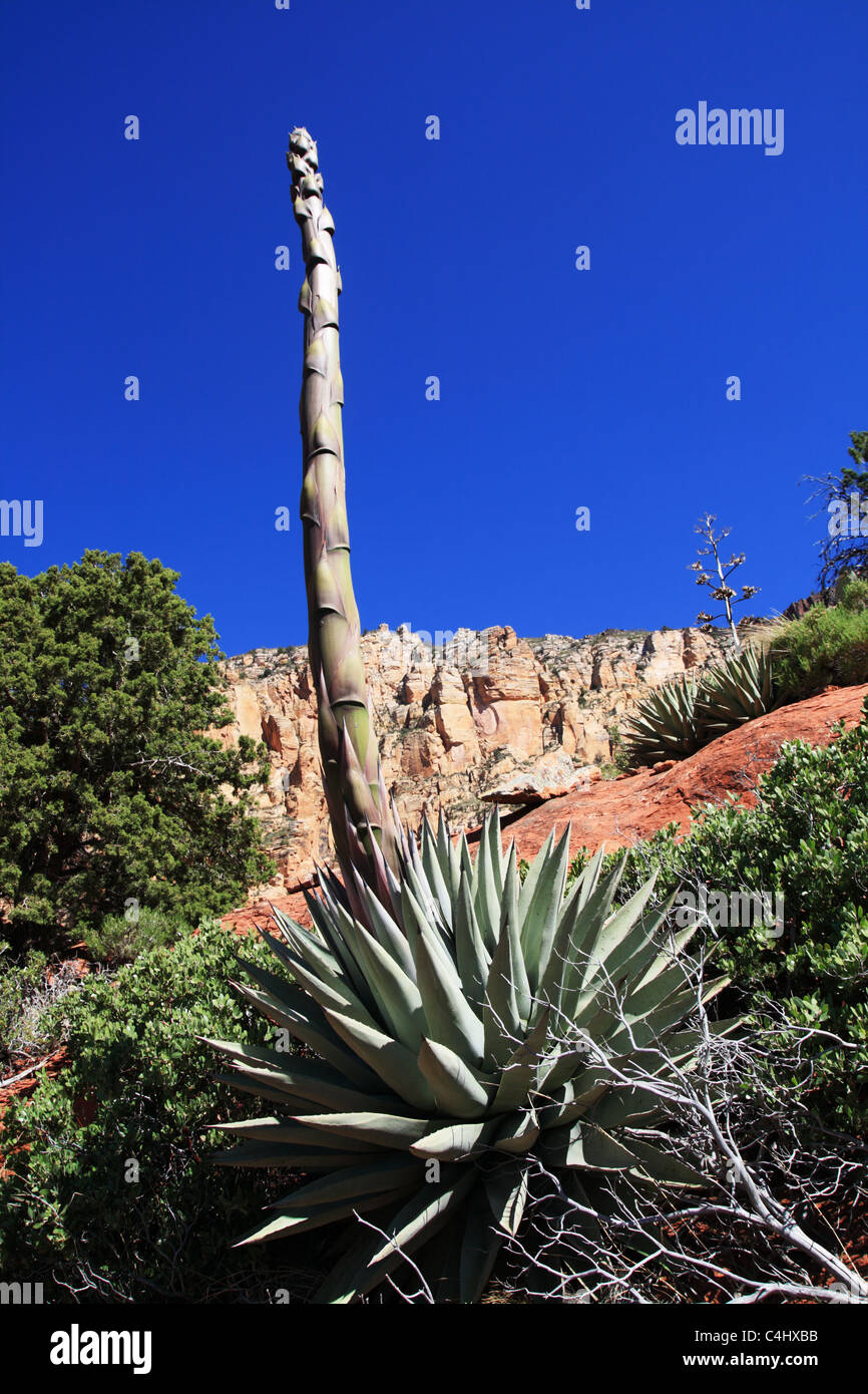 Agave stalk hi-res stock photography and images - Alamy