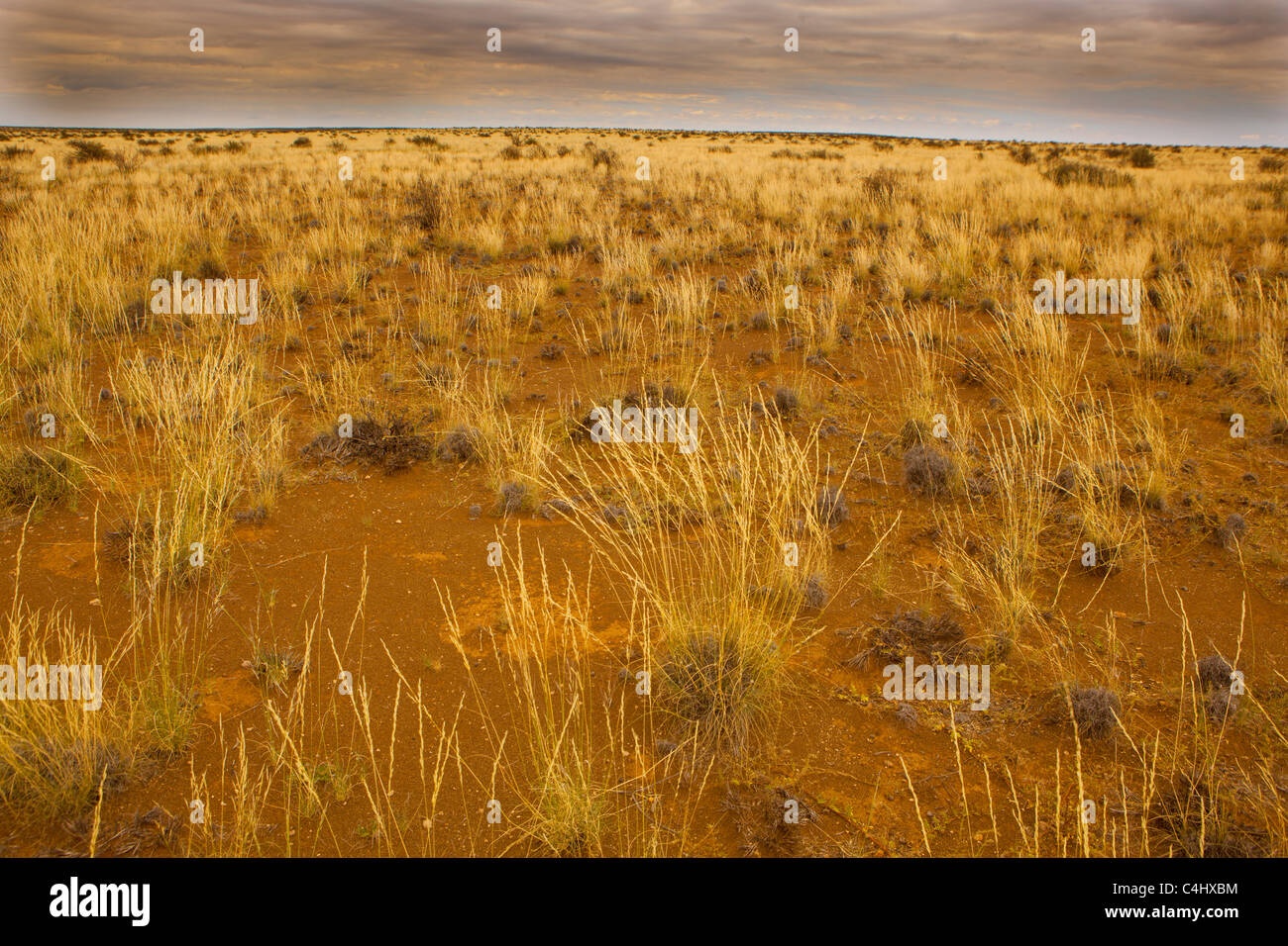 Great Karoo Landscape, South Africa Stock Photo - Alamy