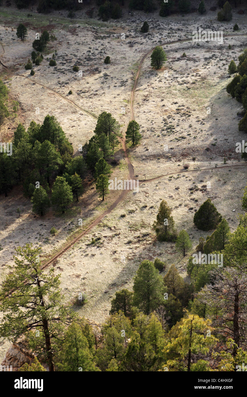 multiple trail intersection viewed from above in a meadow with pine ...