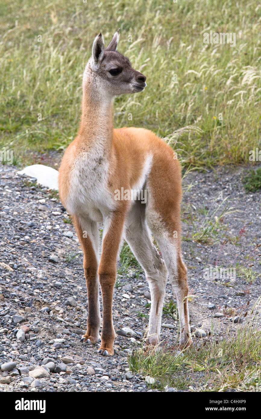 Guanaco torres del paine hi-res stock photography and images - Alamy