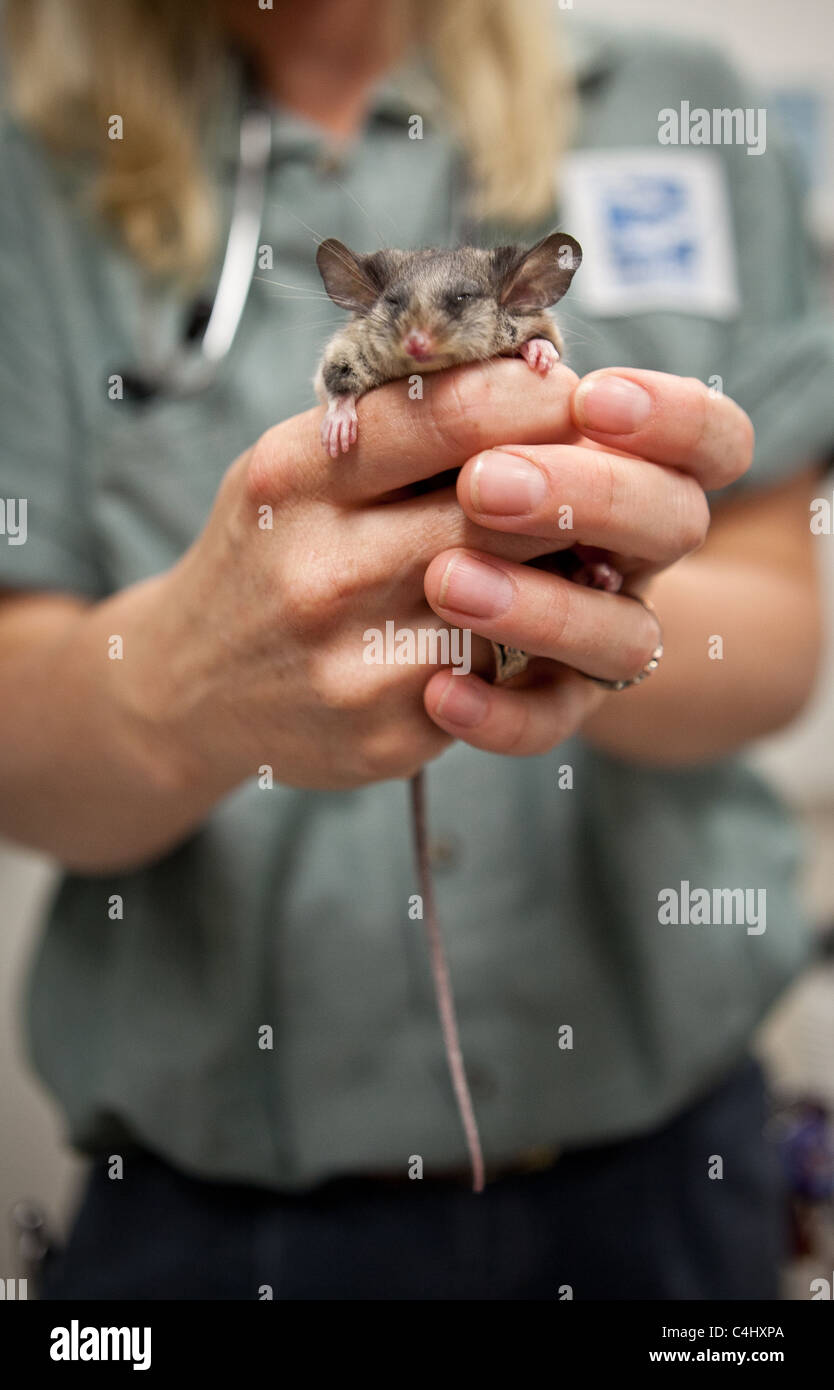 Mountain Pygmy Possum at Healesville Sanctuary, Australia Stock Photo ...