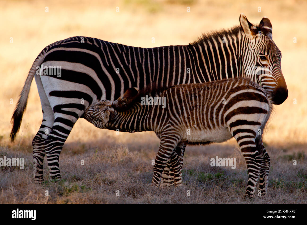 Mother and Calf Mountain Zebras (Equus Zebra), Mountain Zebra National ...