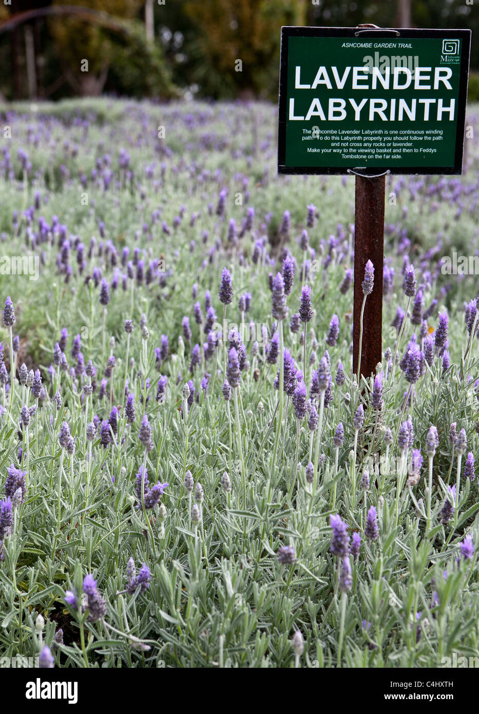 Lavender Labyrinth at Ashcombe Maze, Australia Stock Photo - Alamy