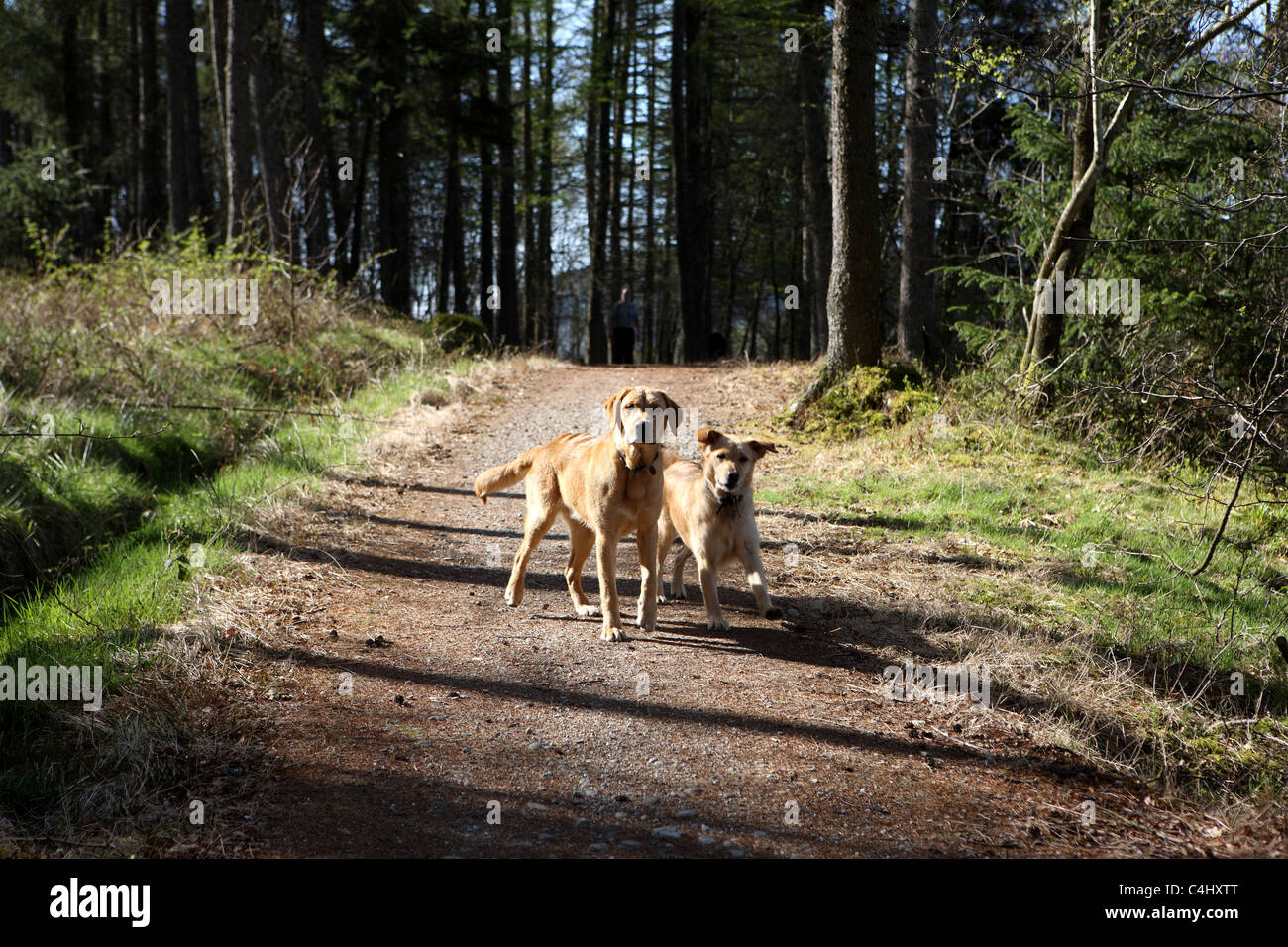 Two dogs on a forest path in the Trossachs Stock Photo - Alamy