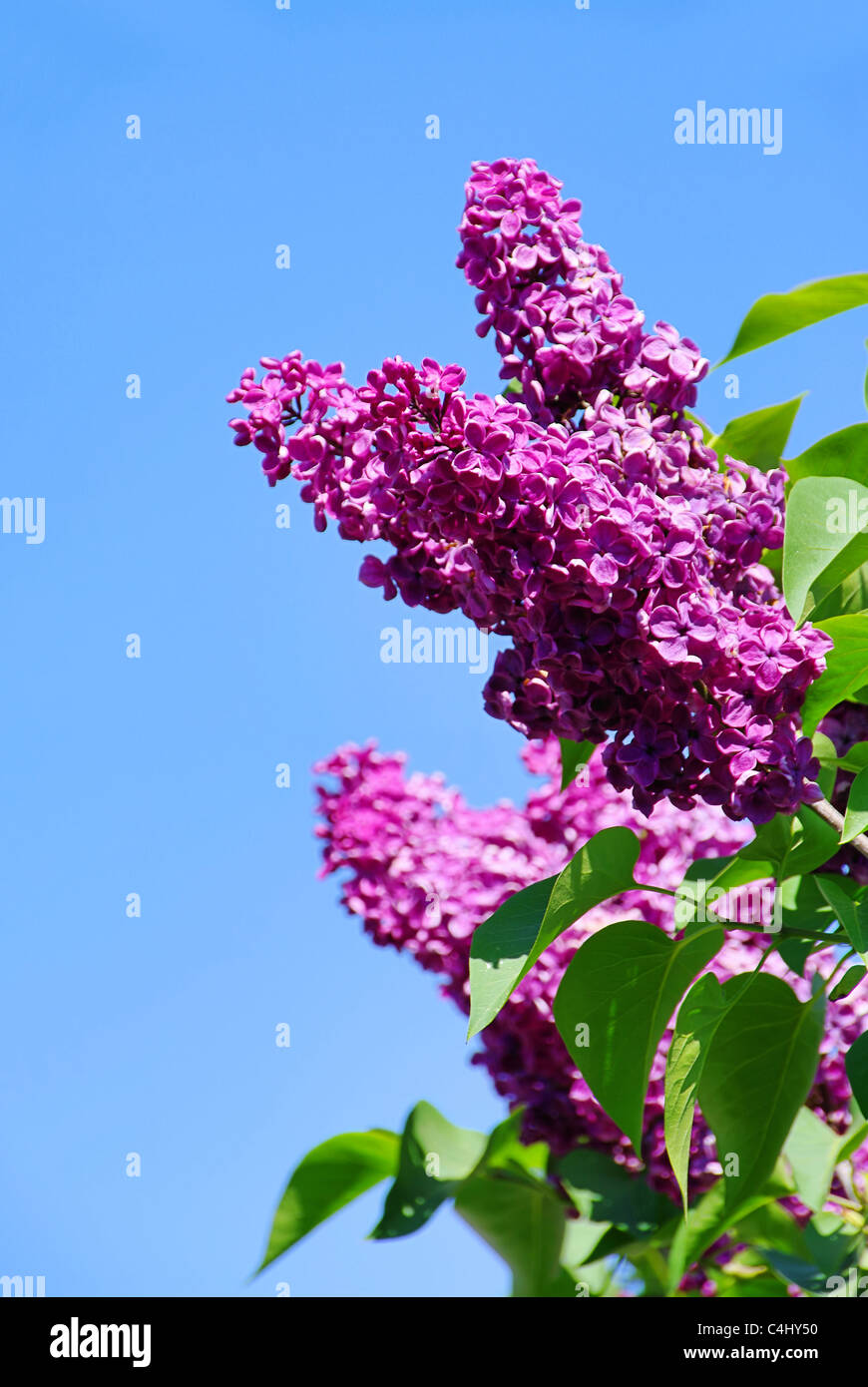 Flieder blatt hi-res stock photography and images - Alamy