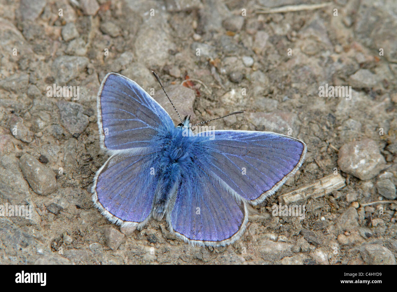 Adult butterfly hi-res stock photography and images - Alamy