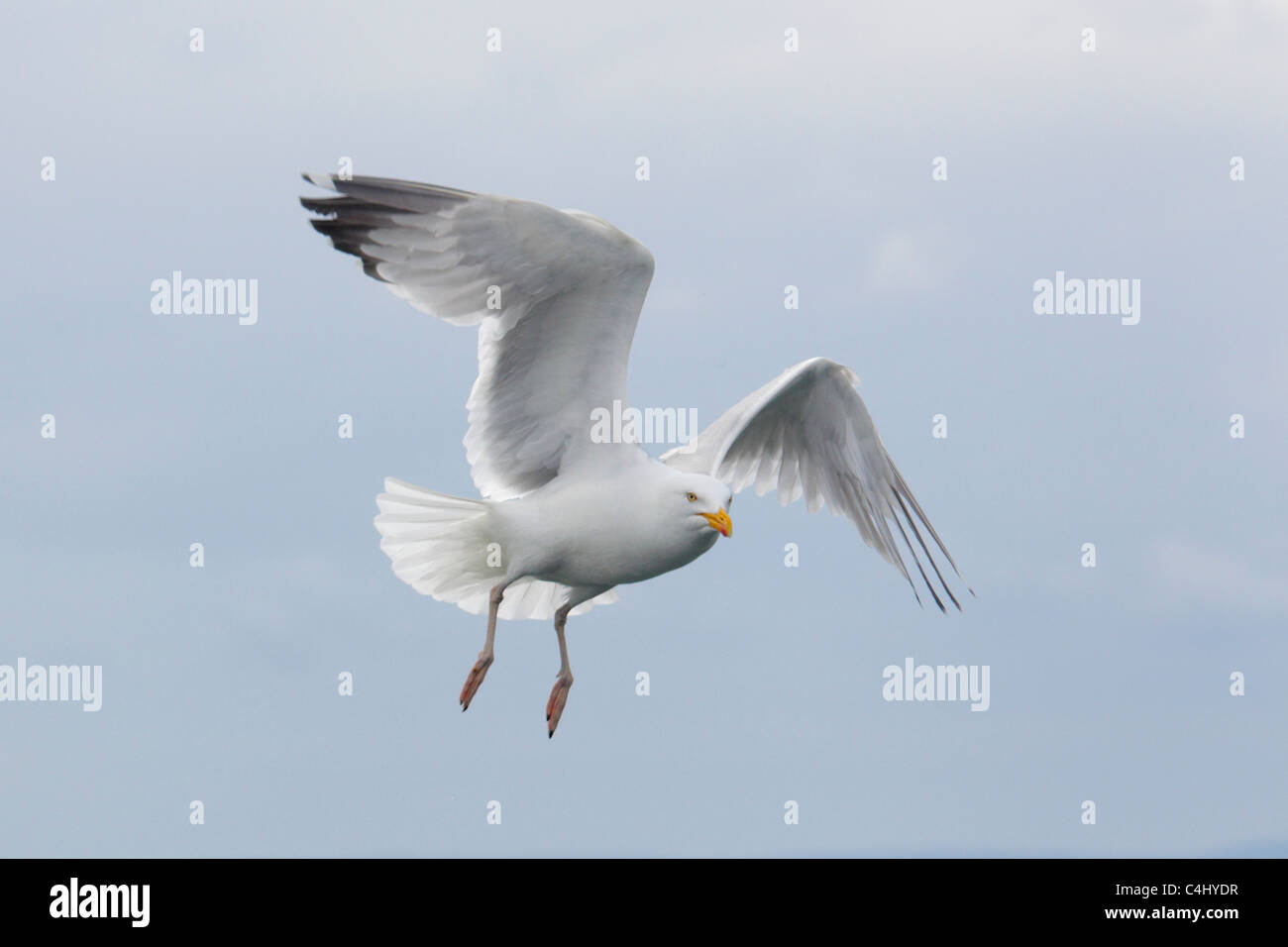 Herring Gull in flight Stock Photo - Alamy