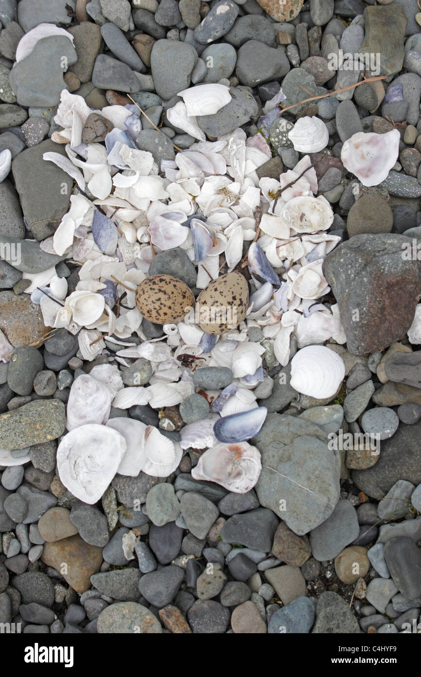 Two Oystercatcher eggs in shell nest on pebble beach in Scotland Stock ...