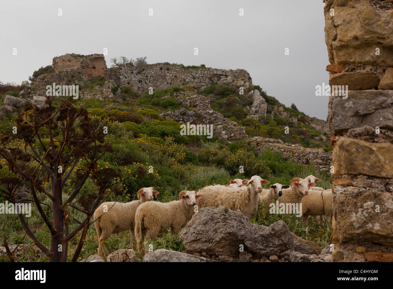Sheep at the ancient Hellenic city of Polyrinia, Crete. The place name ...