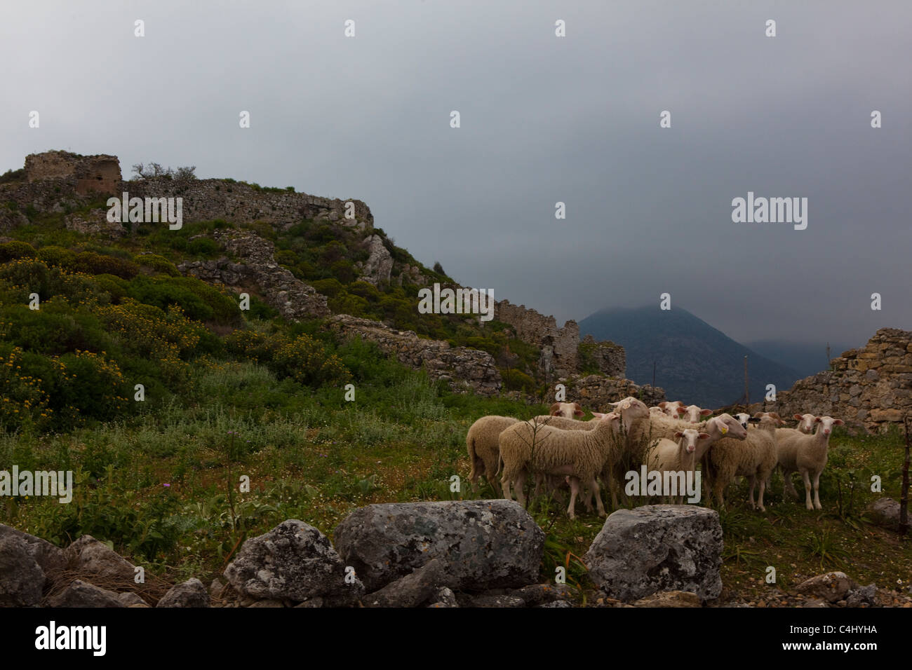 Sheep at the ancient Hellenic city of Polyrinia, Crete. The place name ...