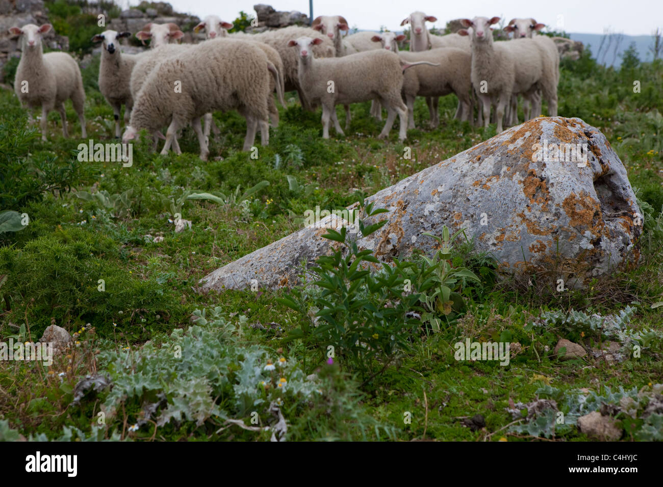 Sheep at the ancient Hellenic city of Polyrinia, Crete. The place name ...