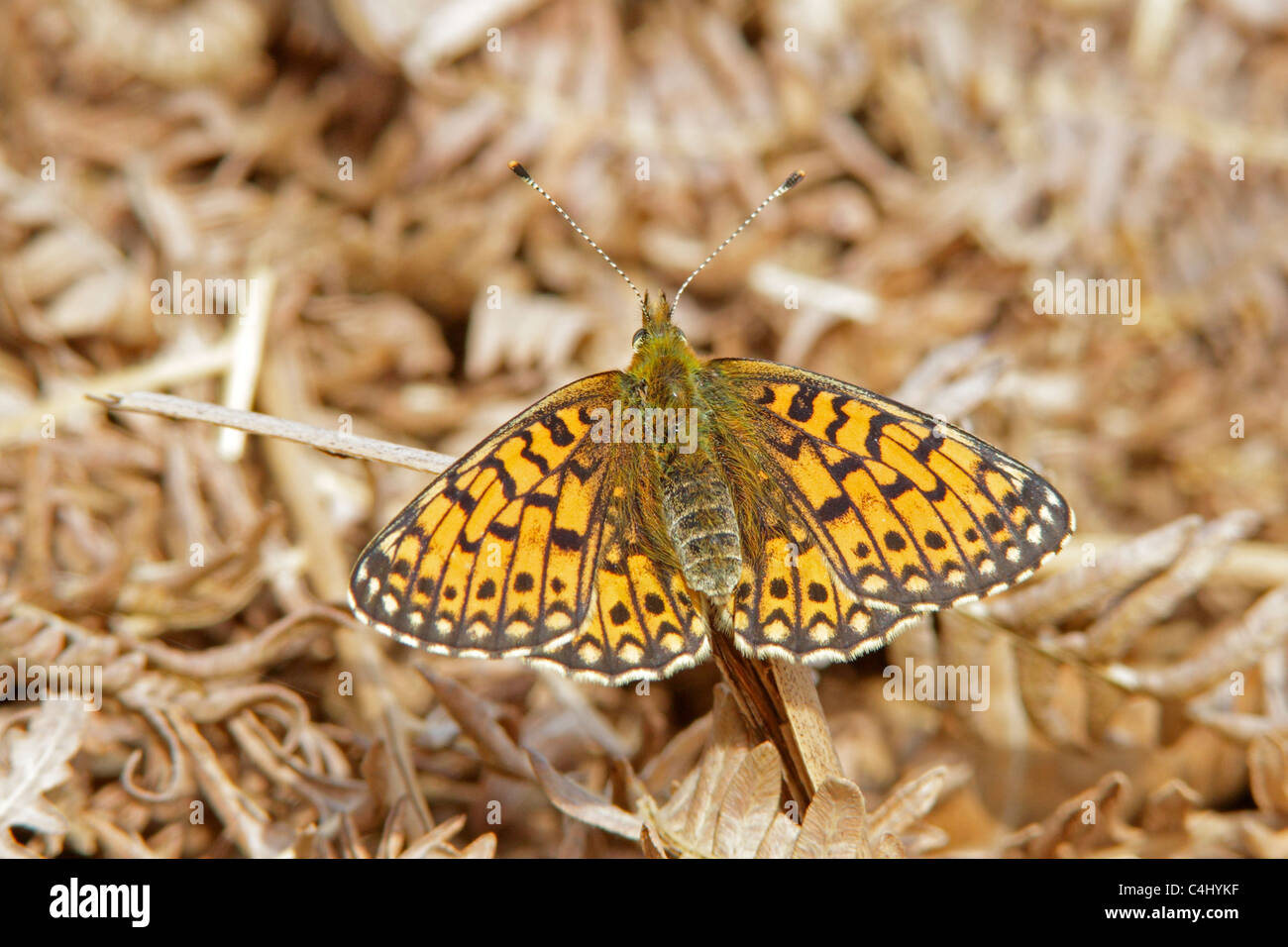 Small Pearl Bordered Fritillary Stock Photo - Alamy