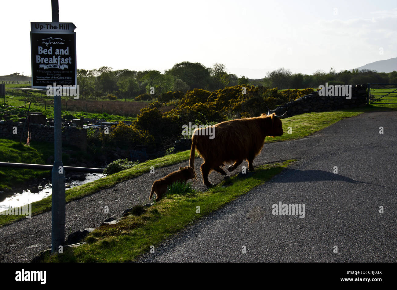 Highland cow with calf walking up the hill (next to an "Up The Hill" B ...