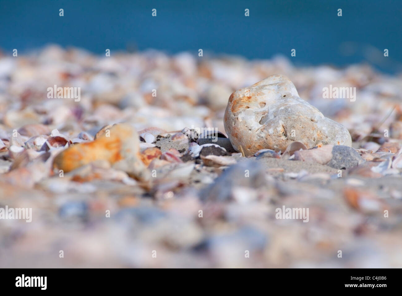 English beach shells hi-res stock photography and images - Alamy