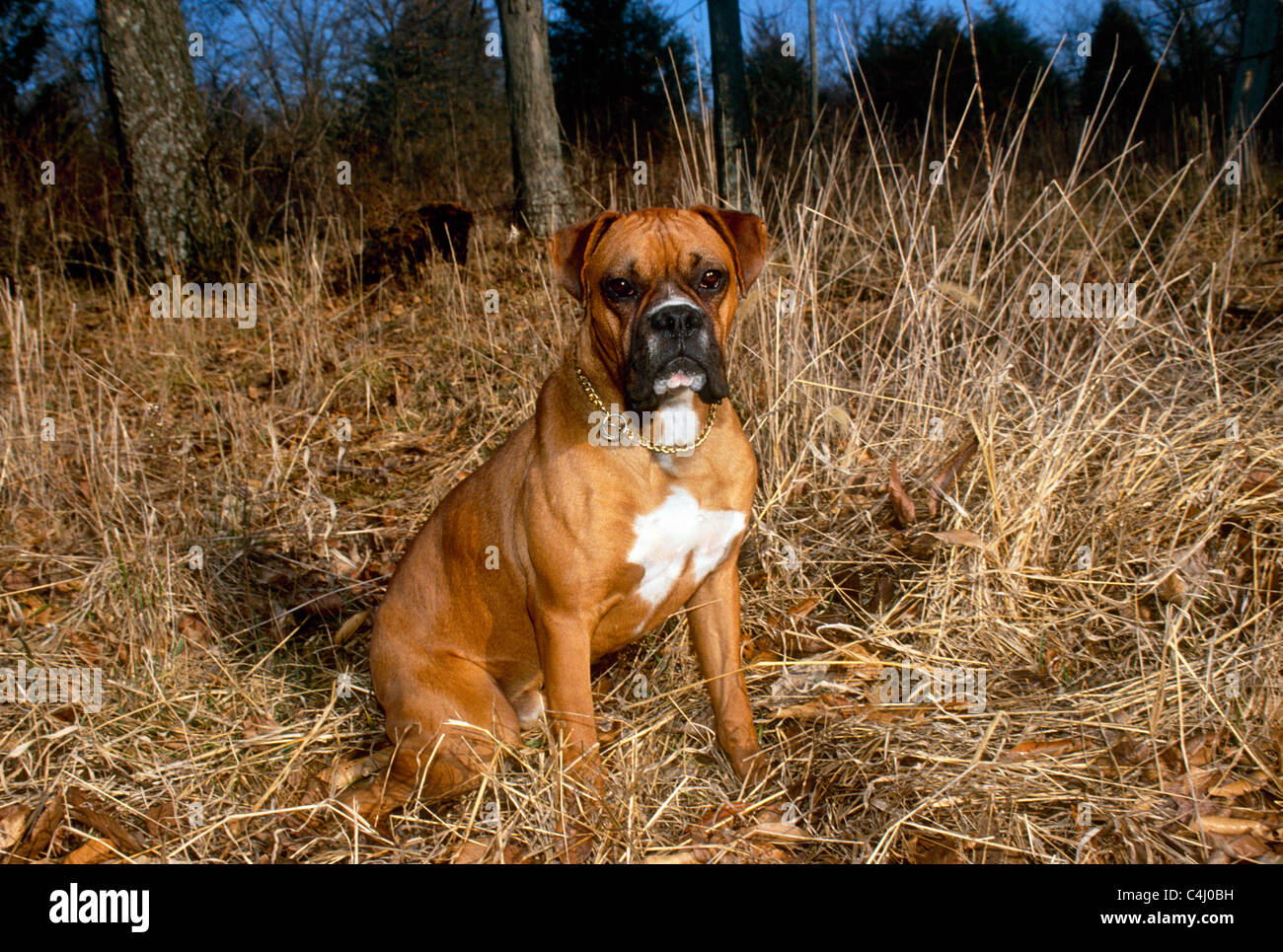 Boxer dog portraits hi-res stock photography and images - Alamy