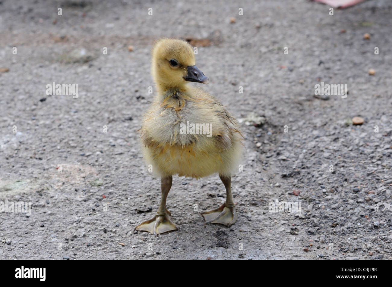 Gosling bird hi-res stock photography and images - Alamy