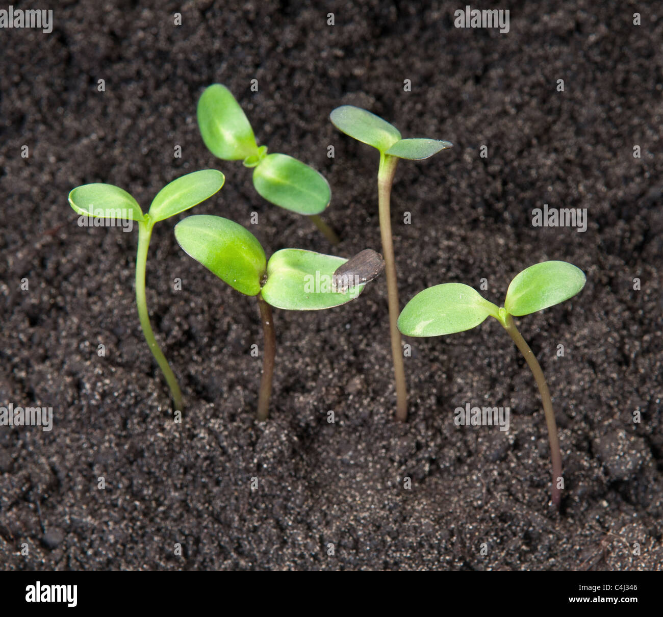 Green seedling illustrating concept of new life Stock Photo - Alamy
