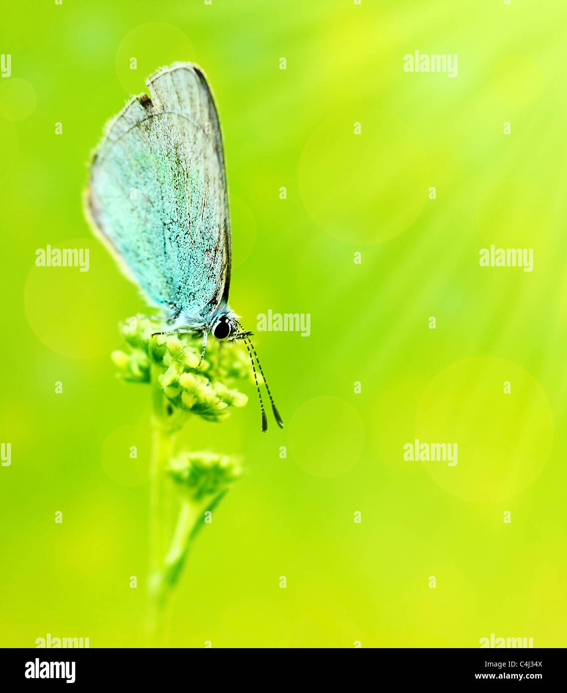 Blue Butterfly Wing Close Up Macro High Resolution Stock Photography ...