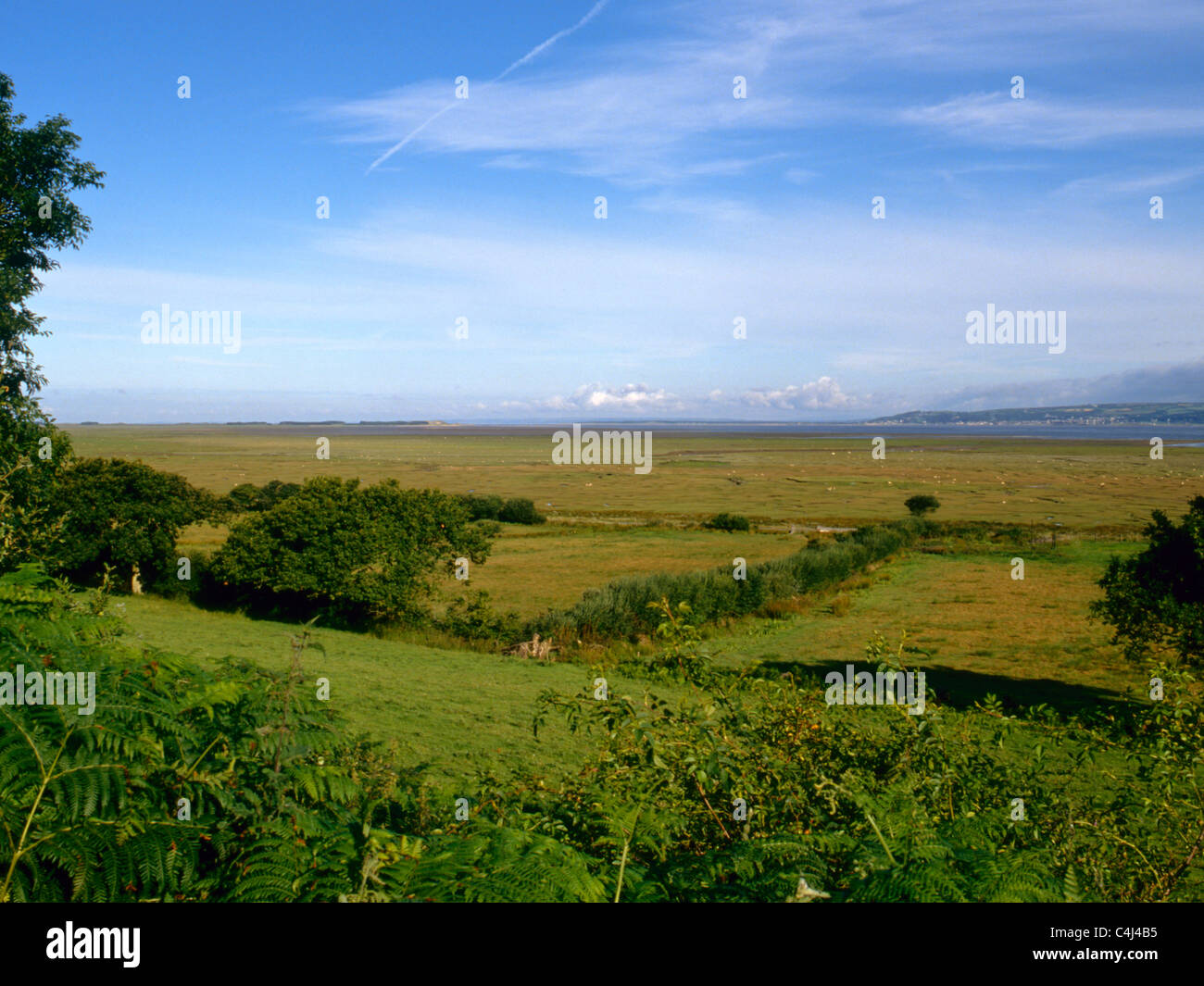 Sheep on salt marsh, Gower Peninsular, South Wales, UK Stock Photo - Alamy