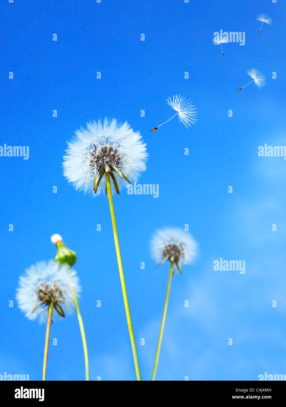 Dandelion flower field over blue sky Stock Photo - Alamy