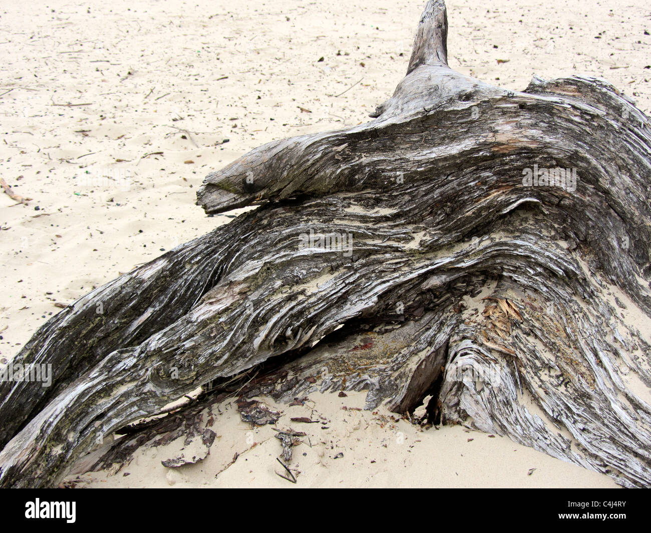 Patterns on the stump of a dead tree, Veluwe, Netherlands Stock Photo ...
