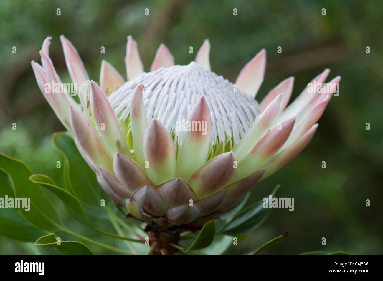 Distinctive protea hi-res stock photography and images - Alamy