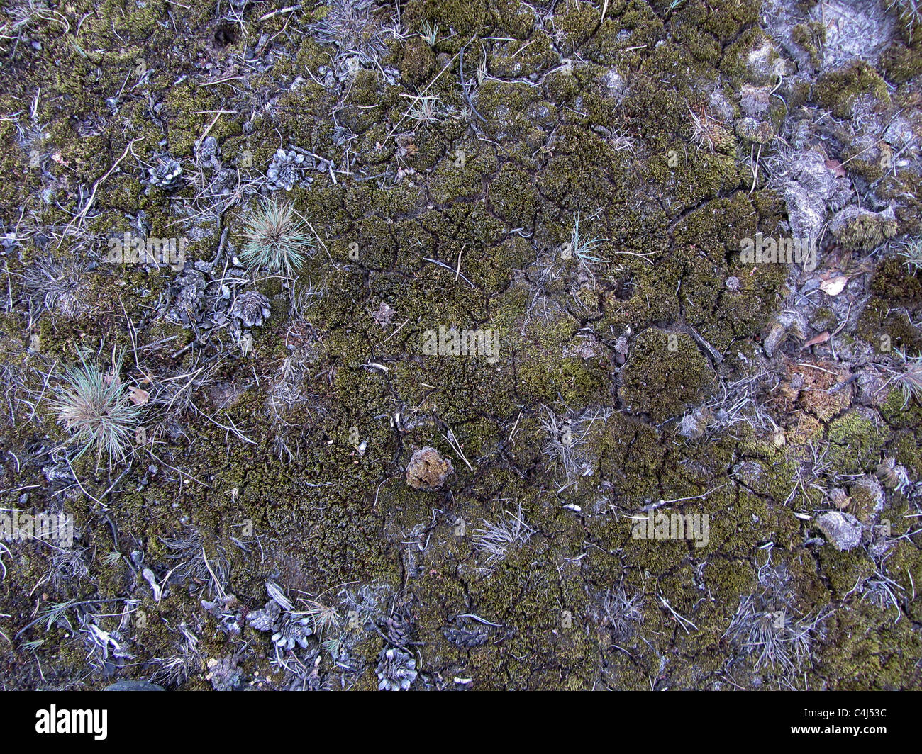 Dried out color hi-res stock photography and images - Alamy