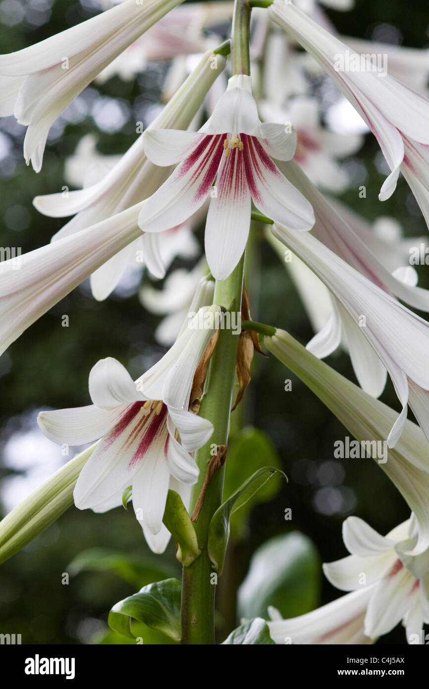 Lilium regale Regal Lily flowering in early July Stock Photo - Alamy