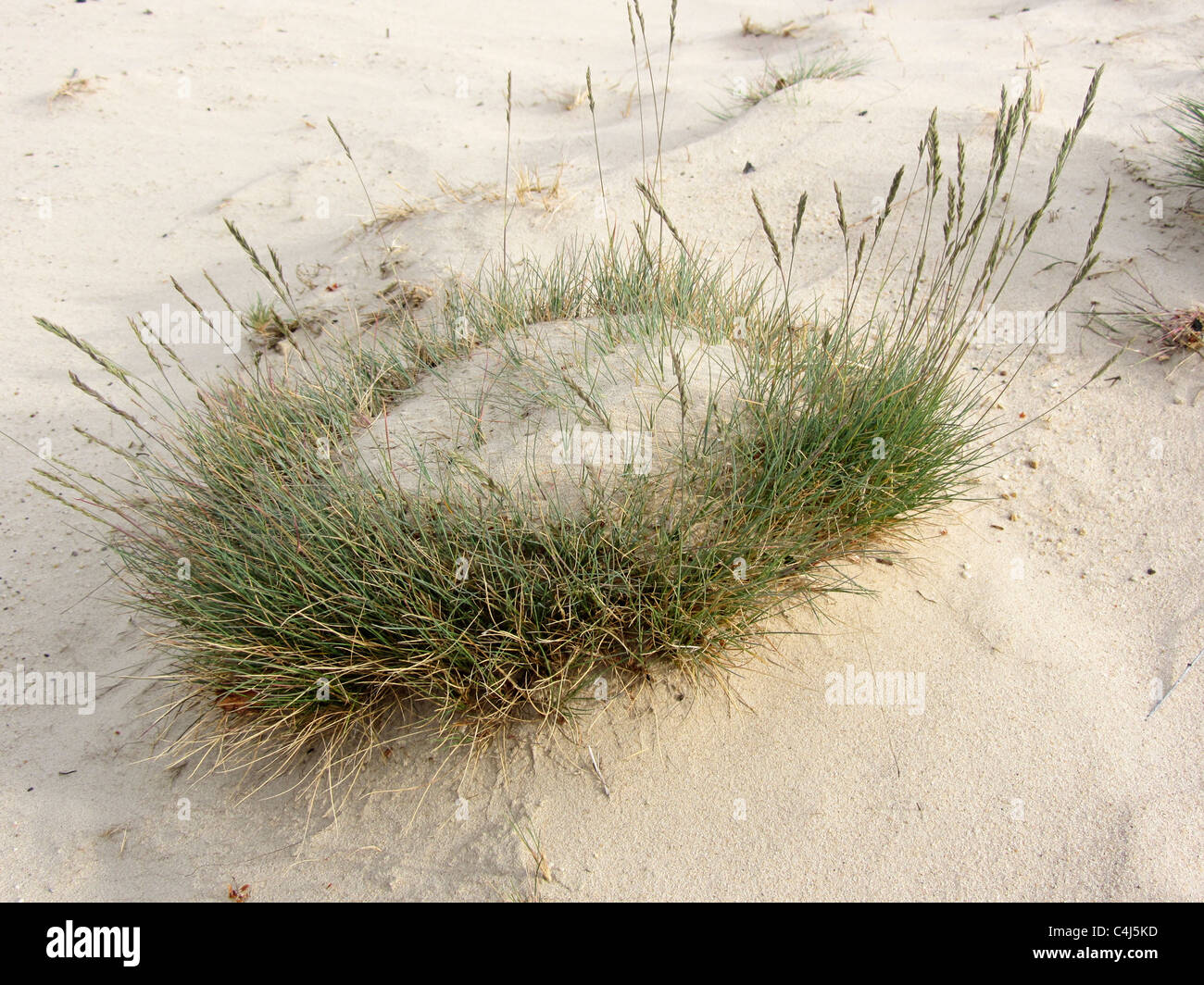 Tussock grasses hi-res stock photography and images - Alamy