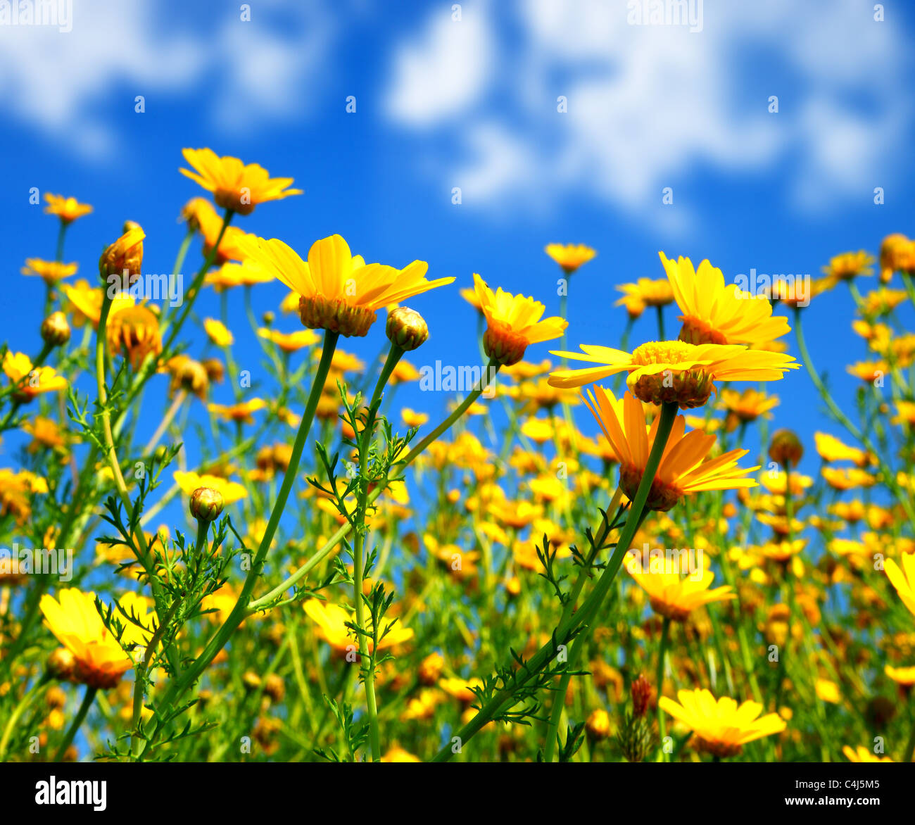Spring field of yellow fresh daisies over blue sky, nature at ...