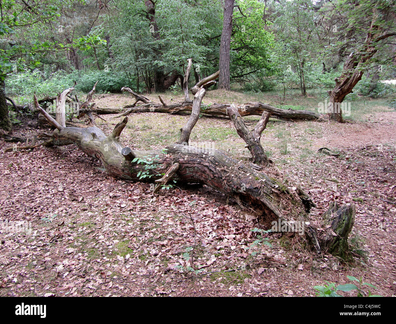 Dead fir tree lying on the ground, Veluwe, Netherlands Stock Photo - Alamy