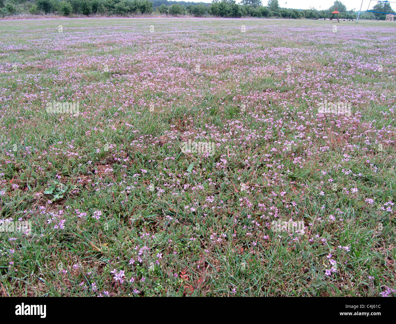 Storksbill field hi-res stock photography and images - Alamy