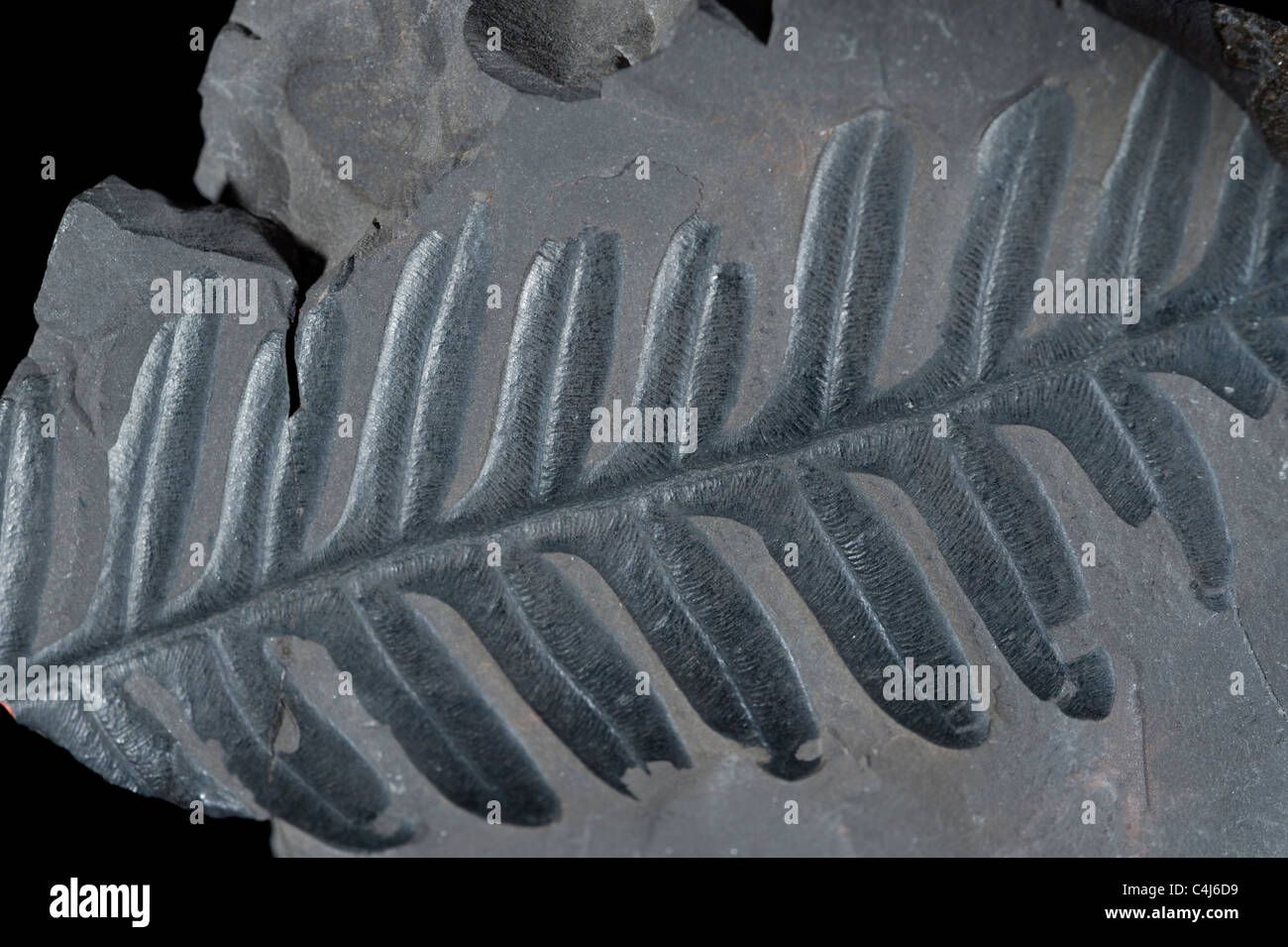 Alethopteris serli, Upper Carboniferous Stock Photo - Alamy
