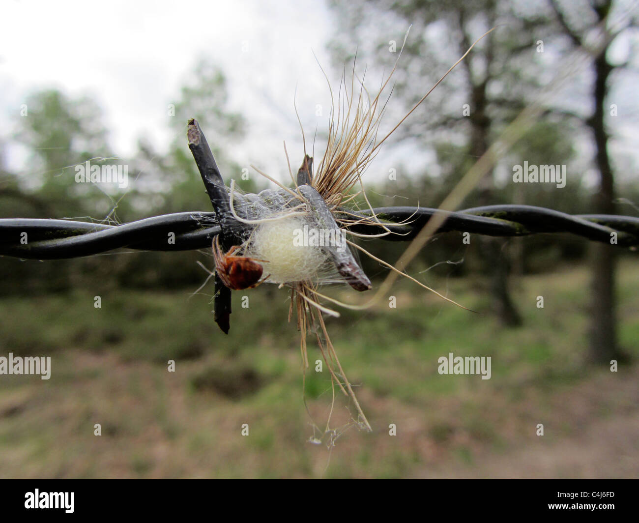 Barbed wire with hairs of deer and web of spider, Holland Stock Photo ...