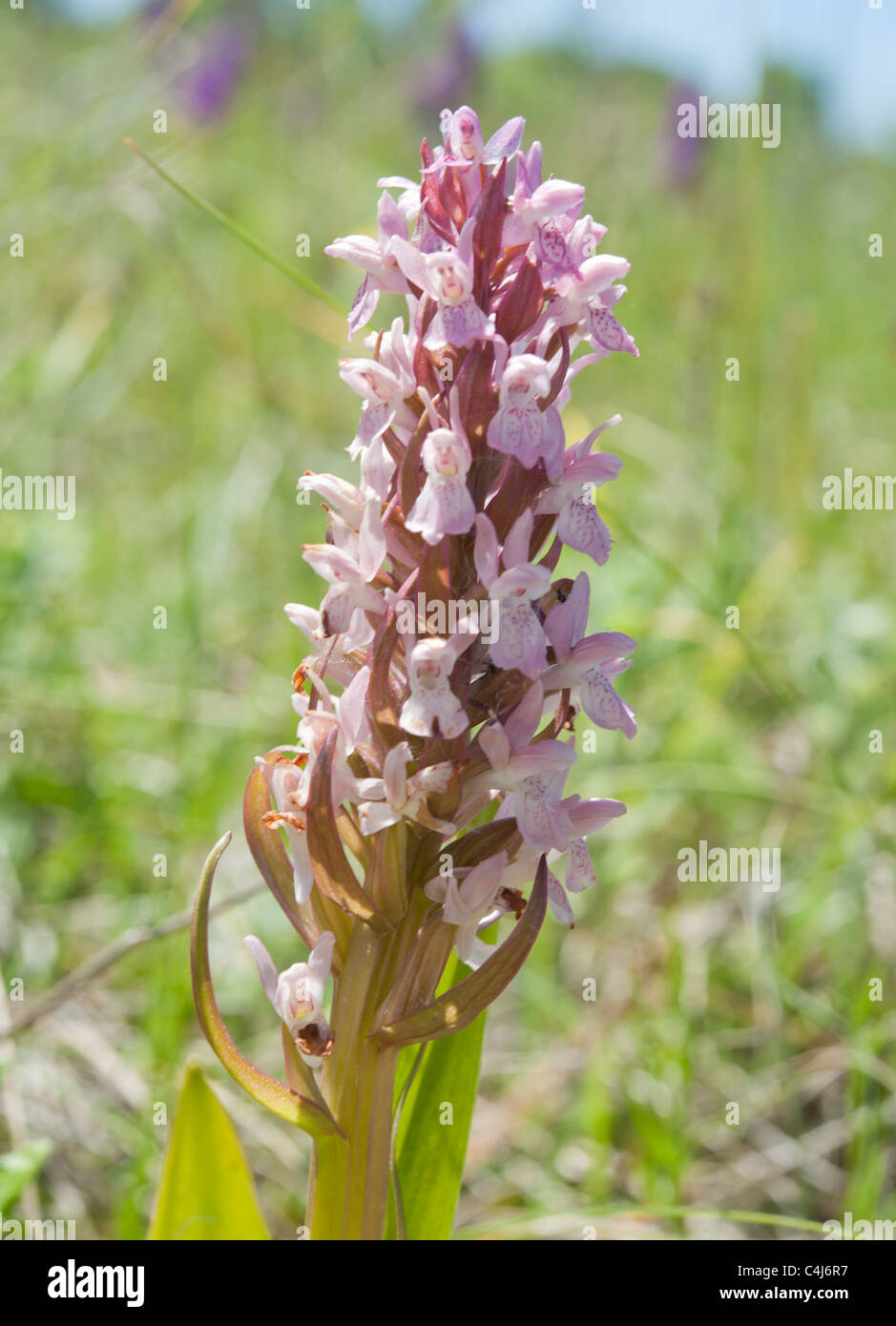 Early Marsh Orchid, Dactylorhiza incarnata ssp. incarnata Stock Photo - Alamy