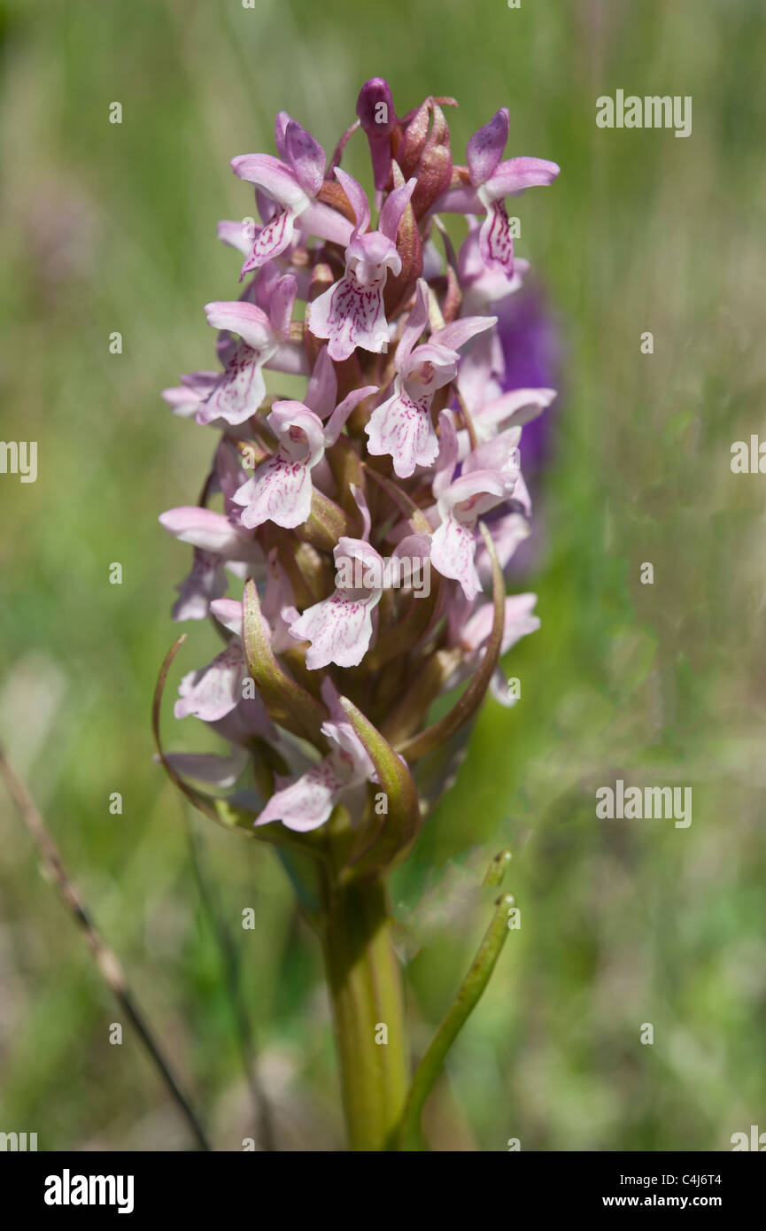 Early Marsh Orchid, Dactylorhiza incarnata ssp. incarnata Stock Photo - Alamy