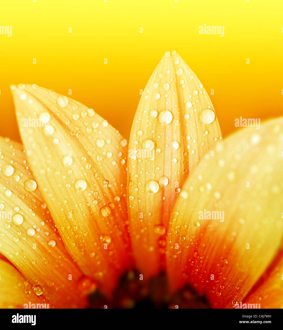 Yellow flower petals, macro on flower Stock Photo - Alamy