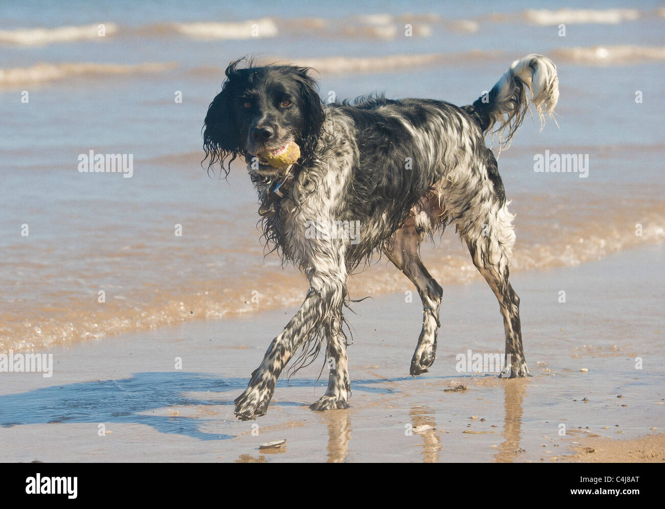 Giant Munsterlander dog on a beach with a tennis ball in its mouth ...