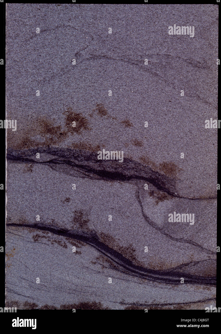 Oil- stained fractures in Eocene sandstone from a core sample taken ...