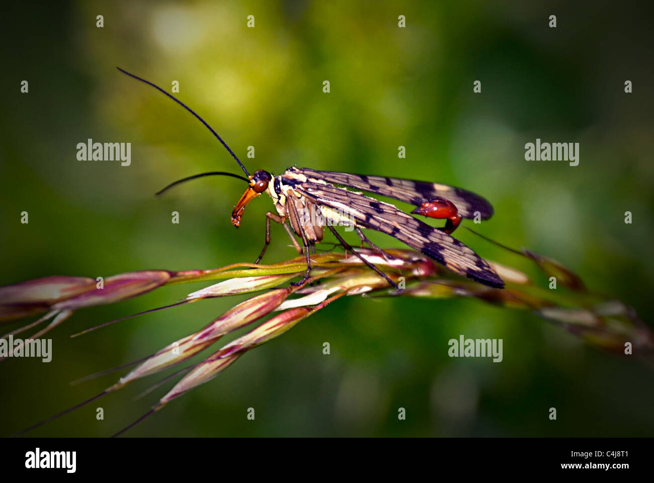 Scorpion fly hi-res stock photography and images - Alamy