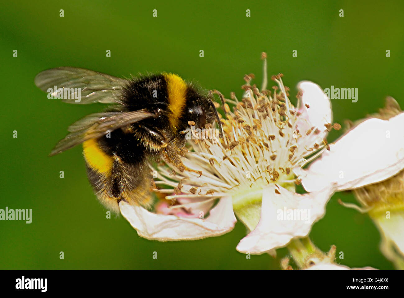 Bubble bee hi-res stock photography and images - Alamy