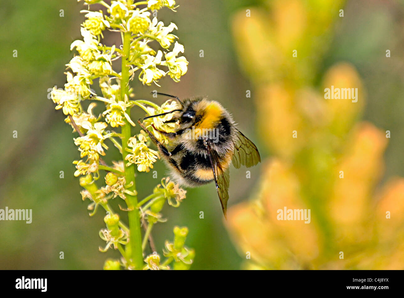 Bubble bee hi-res stock photography and images - Alamy